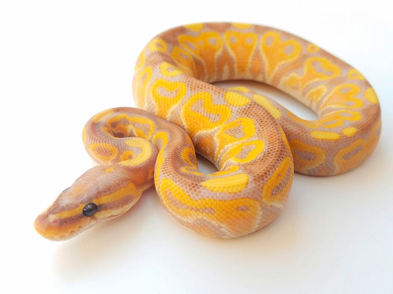 Coral Glow Special | World of Ball Pythons