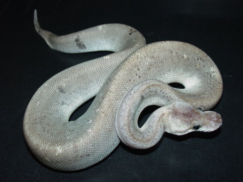 Genetic Stripe Super Pewter | World of Ball Pythons
