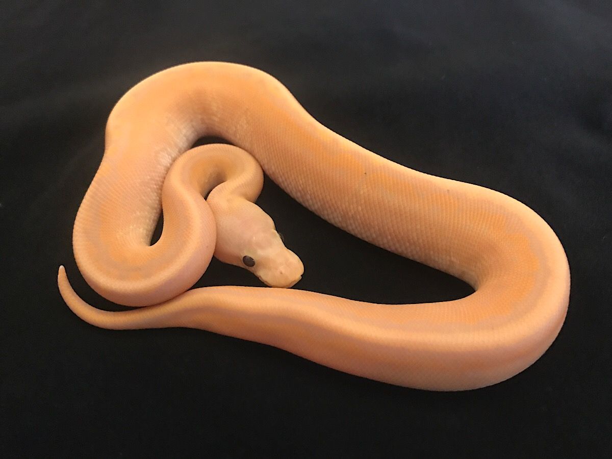 Black Pastel Coral Glow Pinstripe | World of Ball Pythons